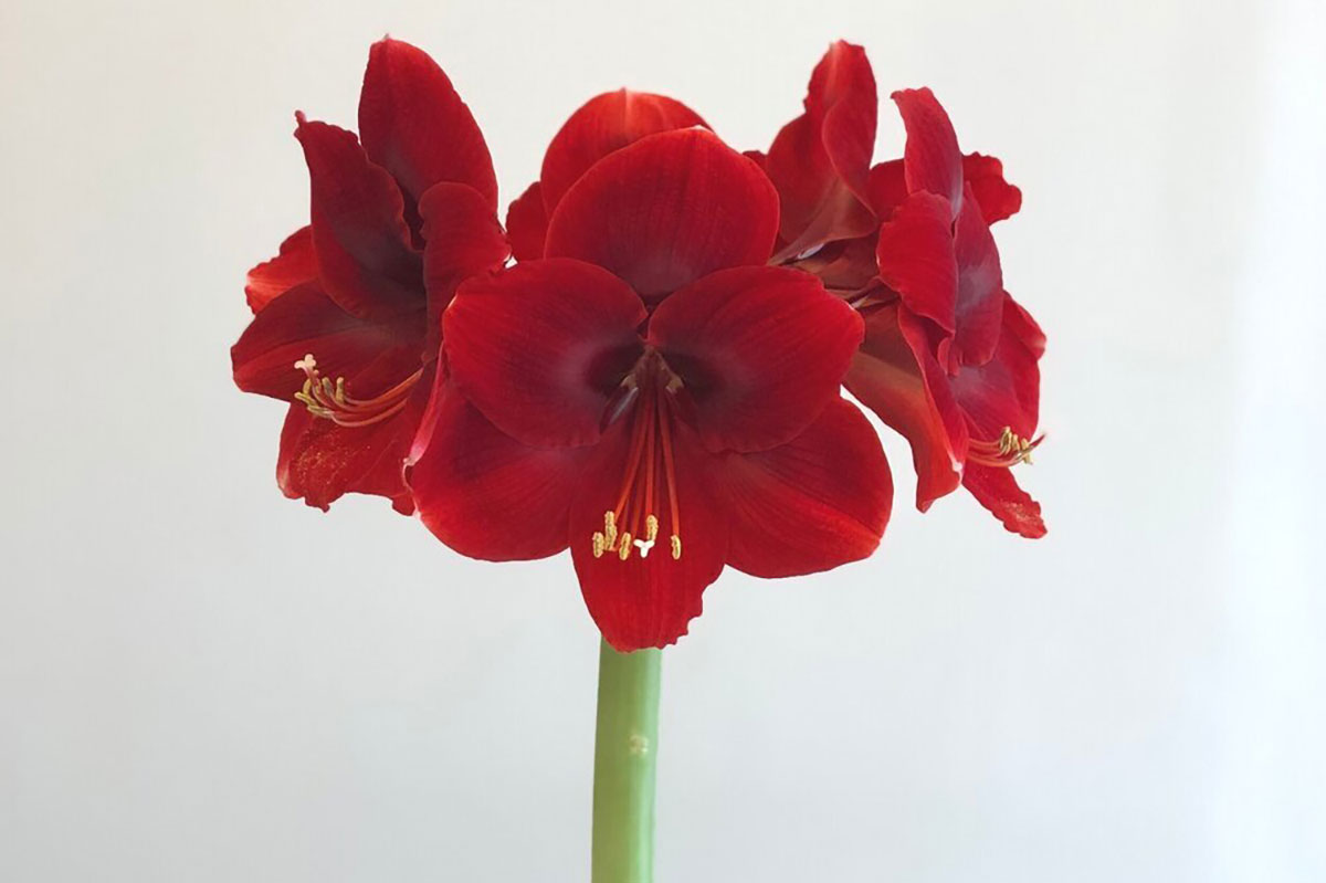 What to Know About the Amaryllis - Bloomaker