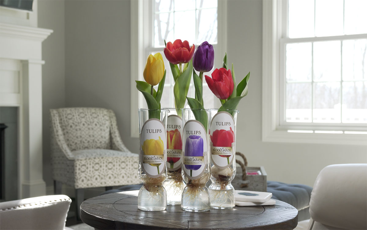 When is the Best Time to Purchase Bloomaker Tulips? - Bloomaker