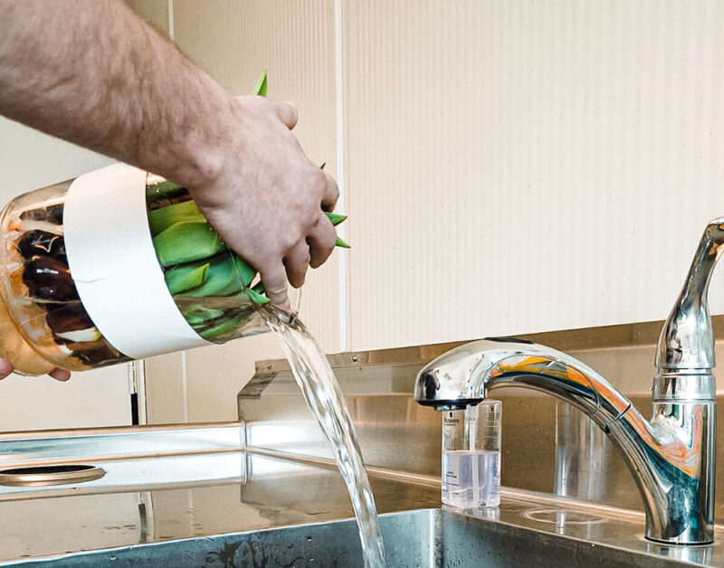 Tulips FAQ - Bloomaker