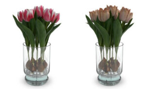 Hydroponic Tulips - Bloomaker