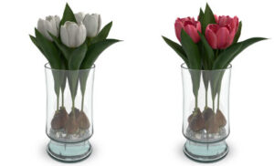 Hydroponic Tulips - Bloomaker